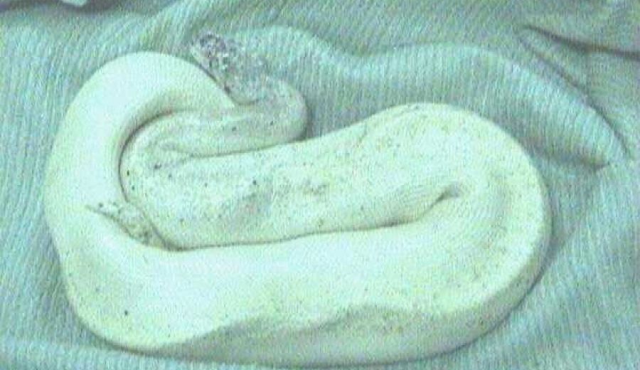 leucistic blood - Roussis Reptiles | Reproducing Ball Python morphs ...