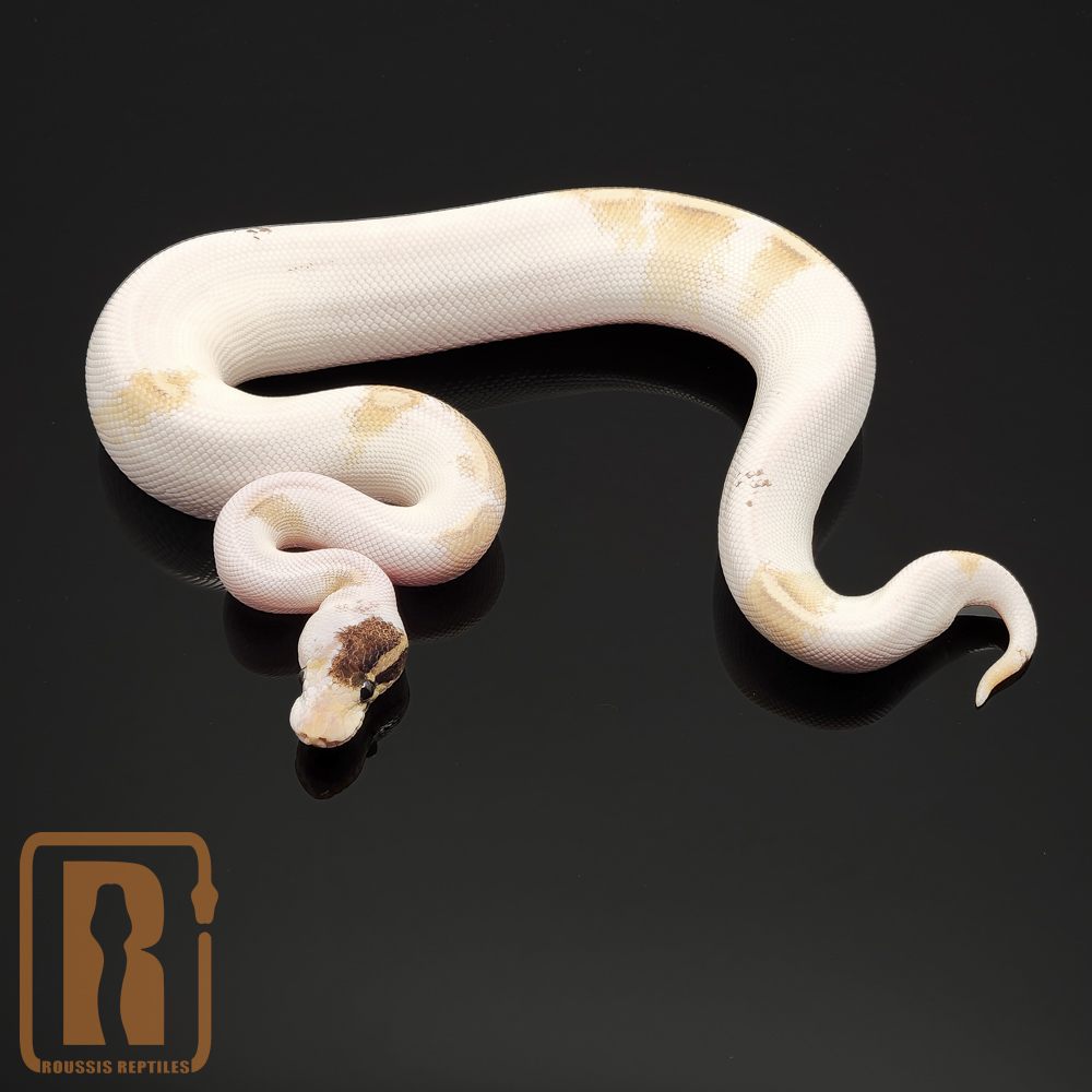 Shop Roussis Reptiles-Available Products Rare Ball Pythons